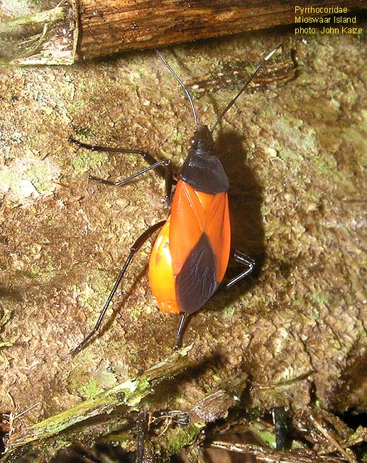 Papua Insects Foundation (Hemiptera/Heteroptera)